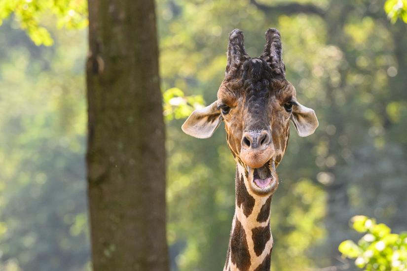 Your Fall Fest @ the Zoo tickets are ready | Hub