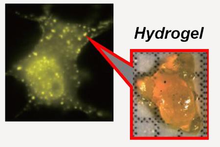 Researchers report first-ever protein hydrogels made in living cells | Hub