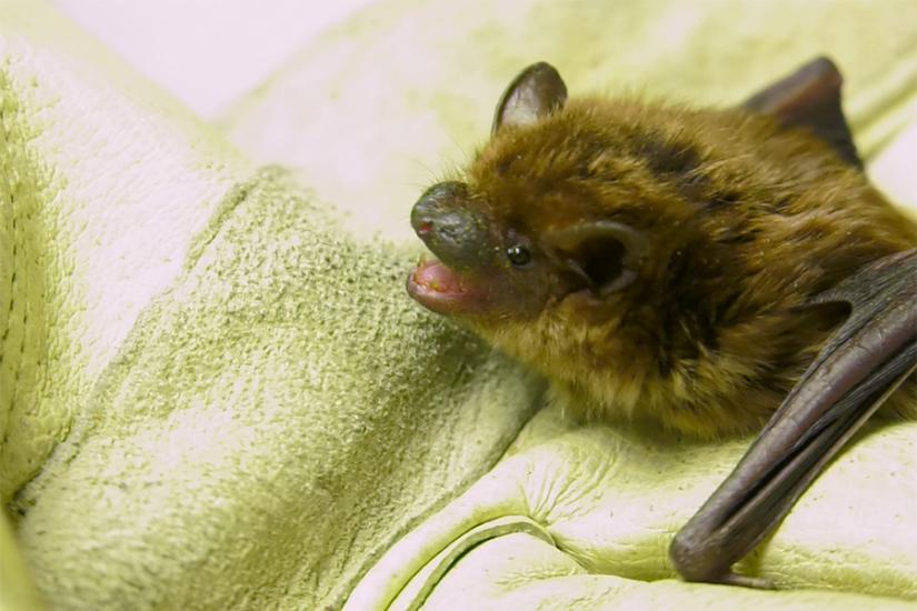 Scientists record the brain activity of free-flying bats for the first ...