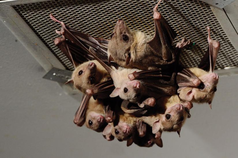 Johns Hopkins professor talks about how she finds bats for her lab—and ...