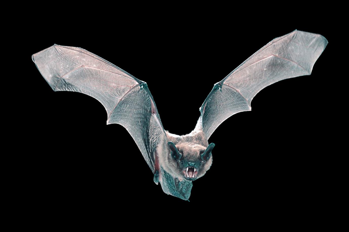 Bat brain behavior offers key insights into how we focus our attention ...