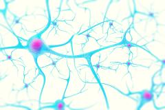 Johns Hopkins researchers figure out how to deliver drugs to brain ...