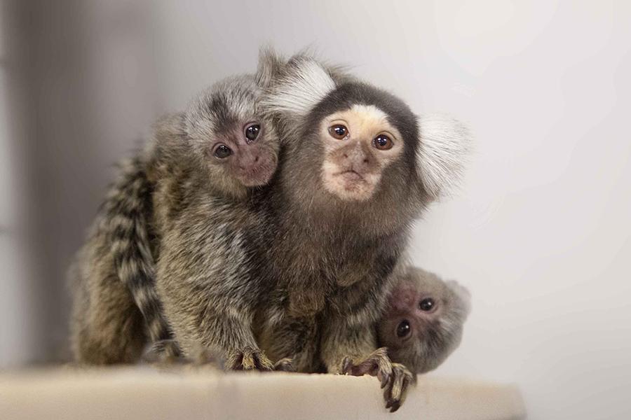 Humans aren't alone in our ear for pitch | Hub