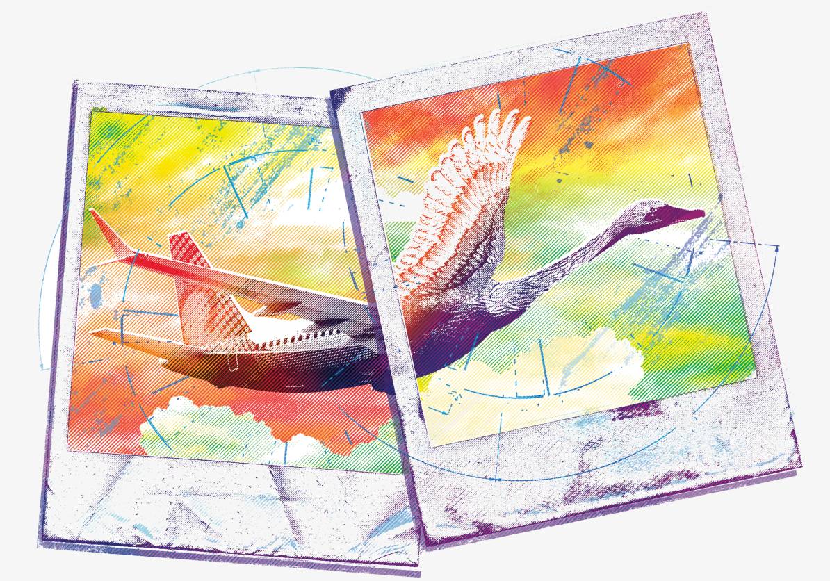 Avian-inspired engineering | Hub