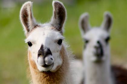 'Nanobodies' from llamas could yield cell-specific medications for ...