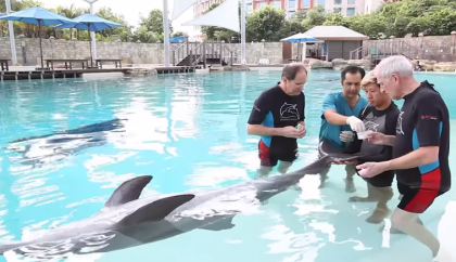 Dolphin study could yield insight into how mercury influences health | Hub