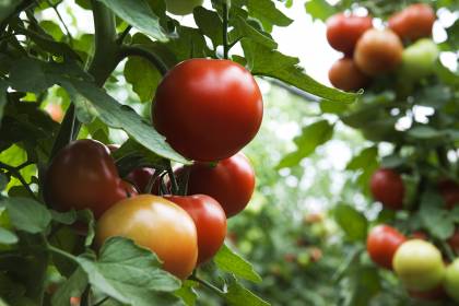 Tomato study reveals juicy genes | Hub