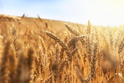 Complete wheat: Scientists successfully piece together bread wheat ...