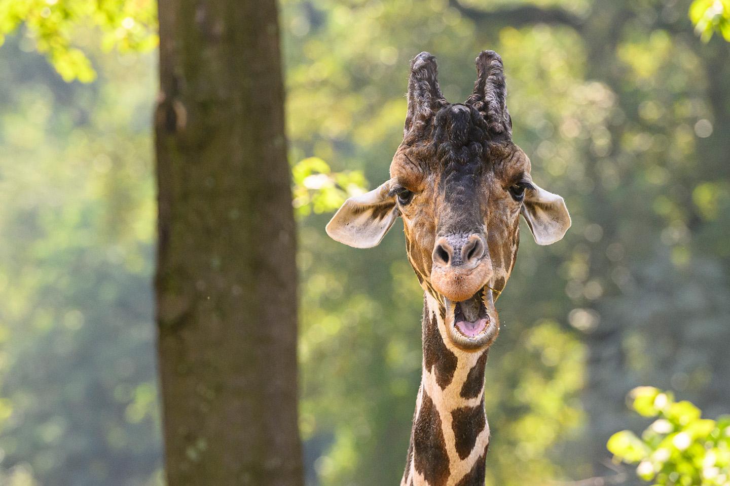 Your Fall Fest @ the Zoo tickets are ready | Hub