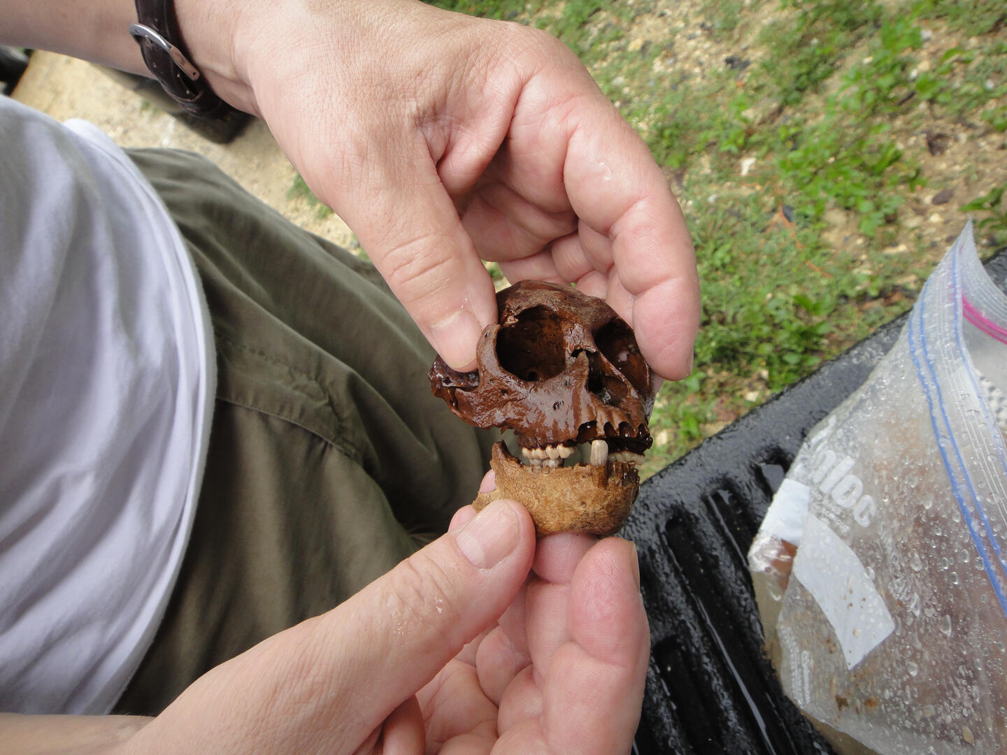 Study of monkey fossils found in a flooded cave sheds light on the ...
