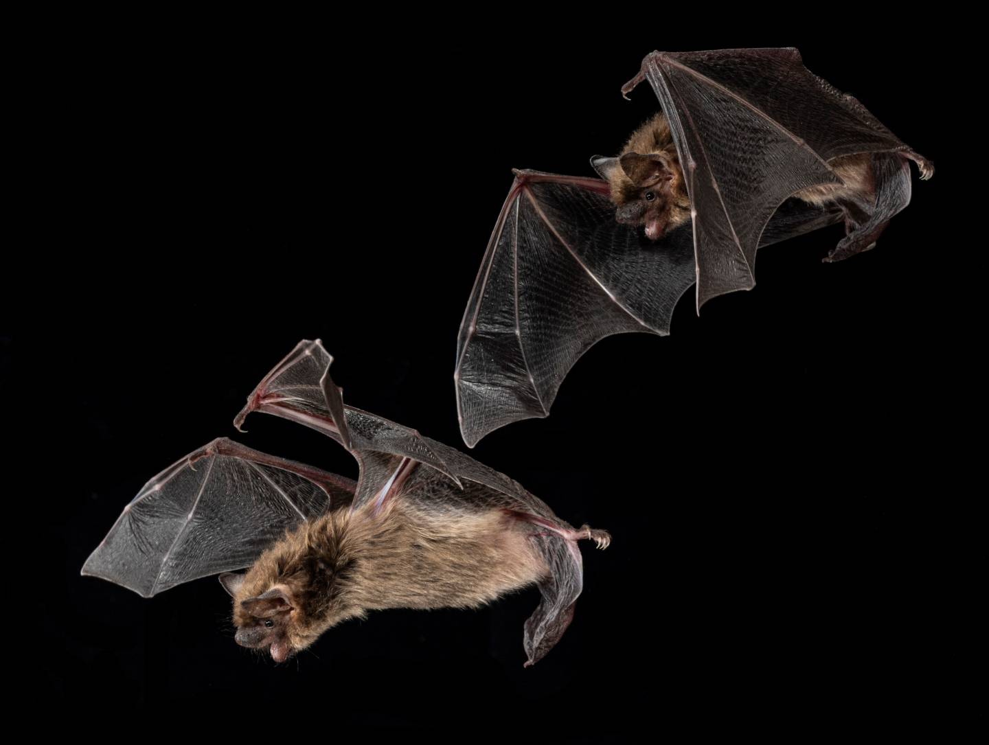 Study aims to unlock secrets of animal time perception | Hub