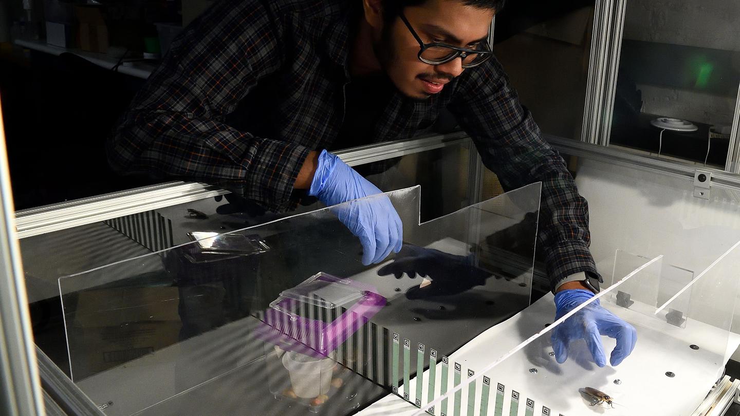 Roaches and robots shake it to traverse tricky terrain | Hub