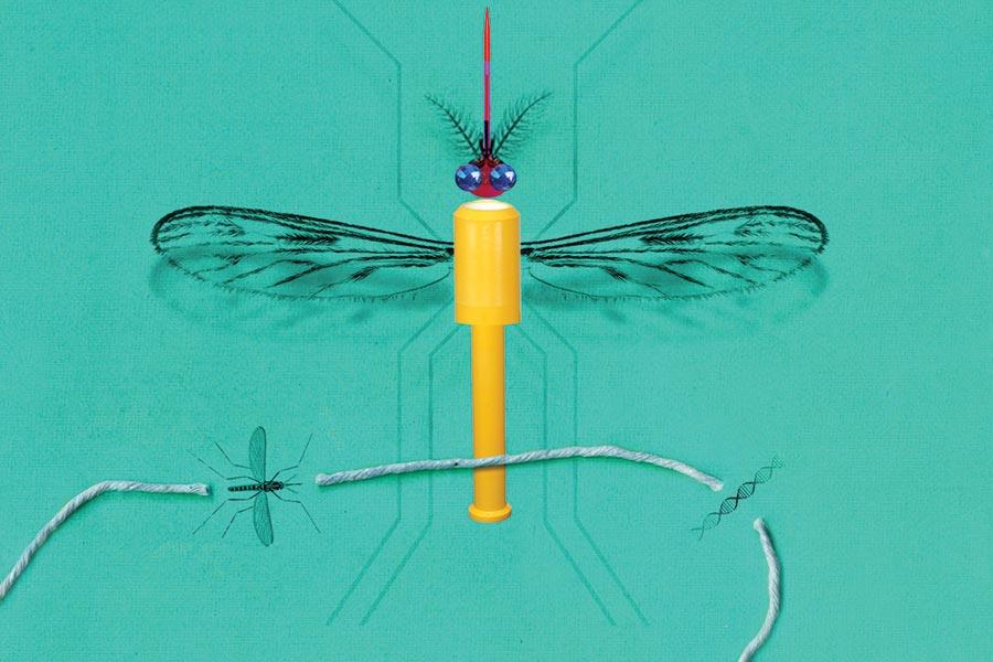 Engineering mosquitoes that block dengue | Hub