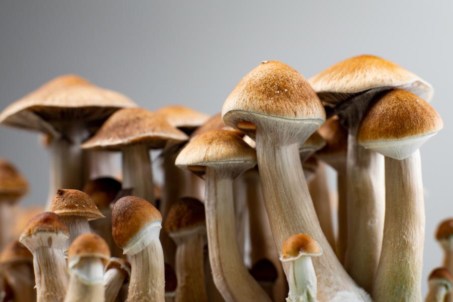 Psychedelic treatment with psilocybin shown to relieve major depression ...