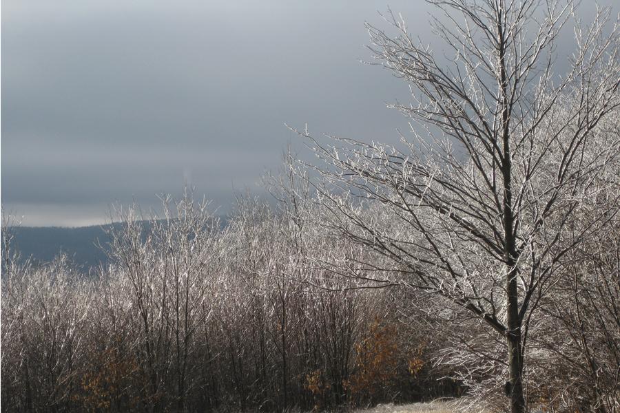 Out of the woods | Hub