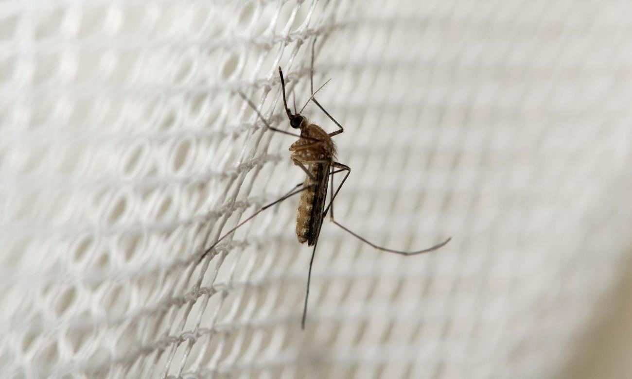 Non-invasive malaria screening device uses light for diagnosis | Hub