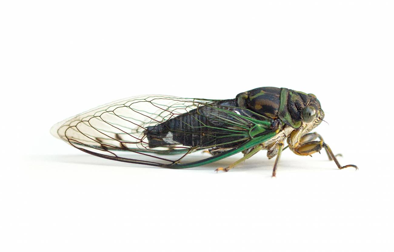 Bug appétit: Why eating cicadas is good for the environment | Hub