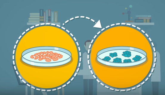 'Mini-brains' developed at Johns Hopkins could reshape brain research ...