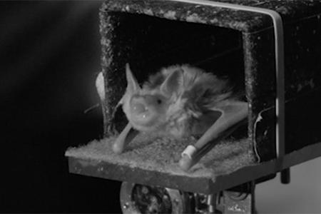Astonishingly speedy brain mechanism helps bats get louder when ...