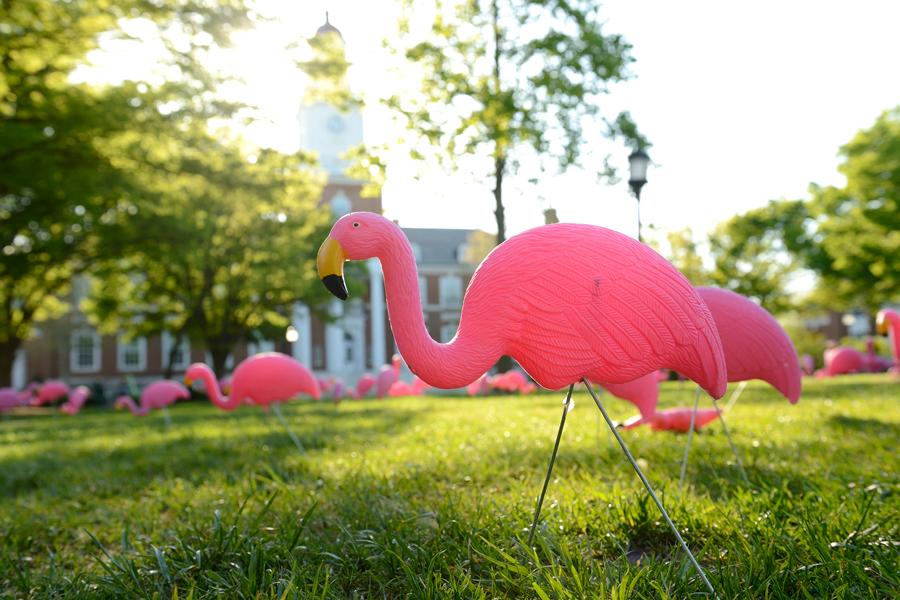 Flamingos flock to Johns Hopkins as part of yearly migration, probably ...