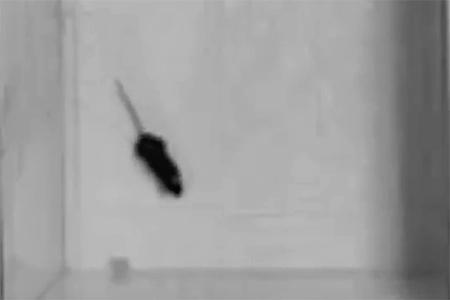 Genetically altered mice display traits of bipolar disorder, respond to ...