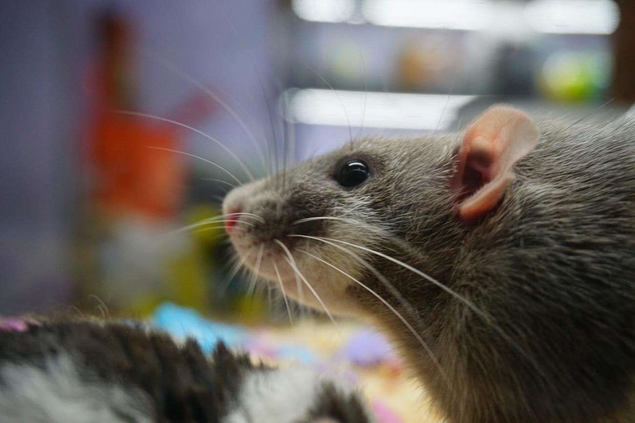 Scientists find brain signal that might help us navigate the holiday ...