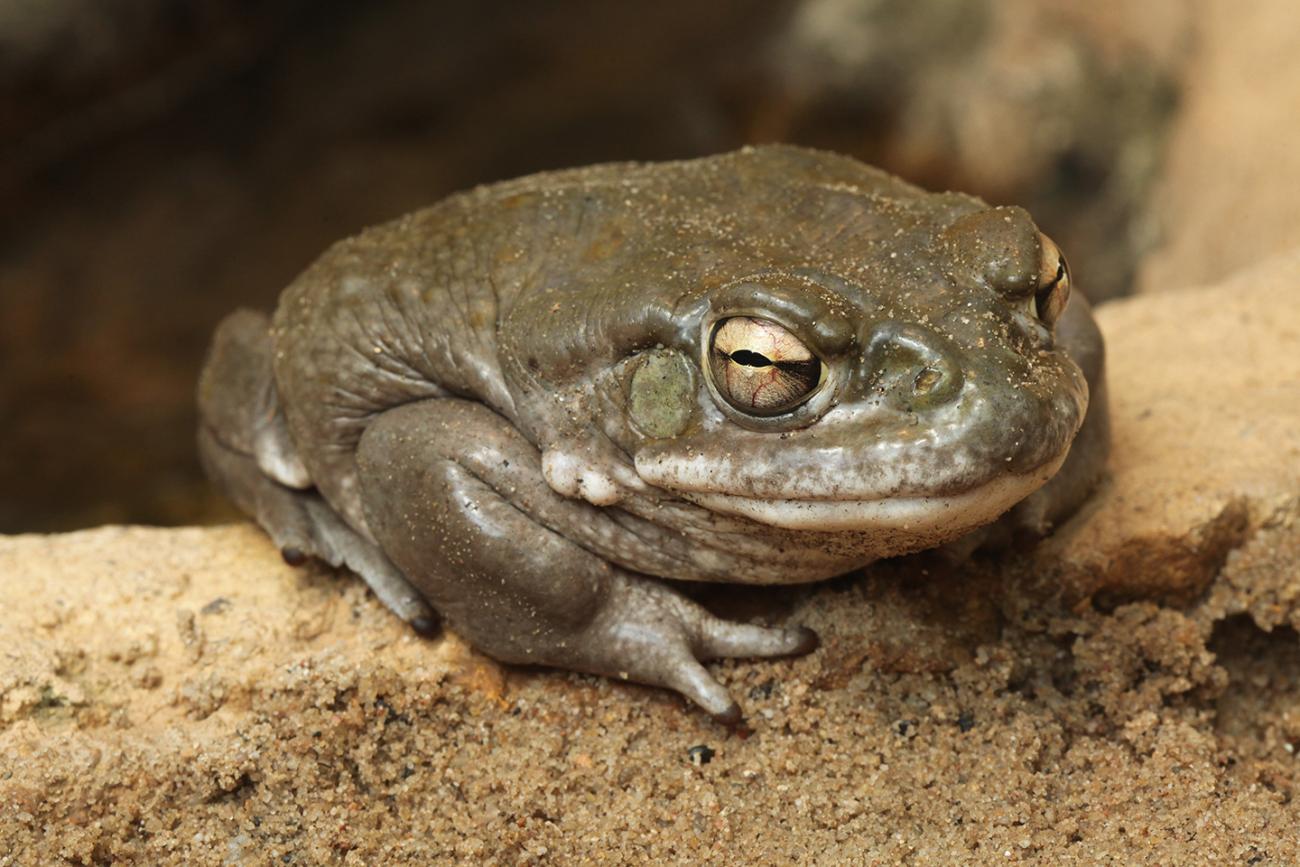 Treating depression with a psychedelic found in toad venom | Hub