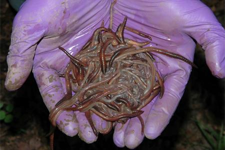 Non-native earthworms have negative impact on orchid population, study ...