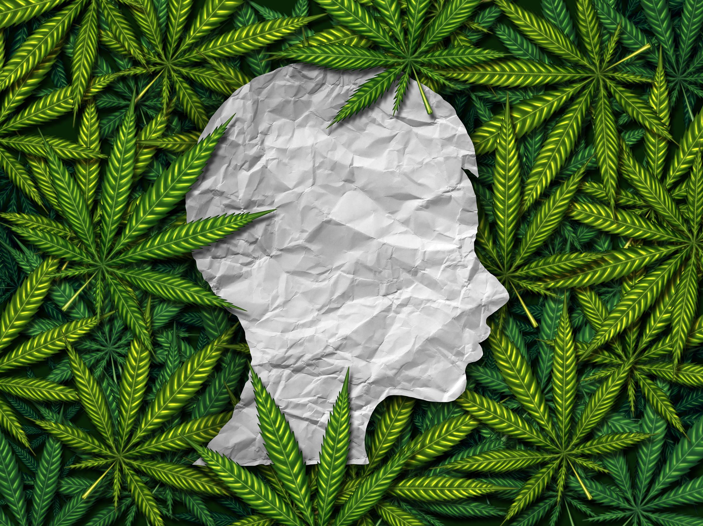 Marijuana use may damage brain immune cells vital to adolescent development | Hub