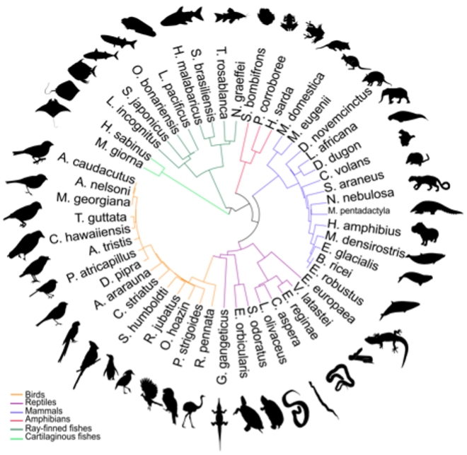 Researchers map genome for cats, dolphins, birds, and dozens of other ...