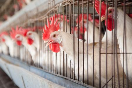 Study shows elevated levels of arsenic in U.S. chicken meat | Hub