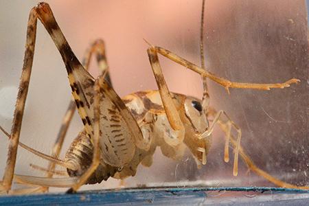 Researchers at Johns Hopkins study crickets' aerial acrobatics in hopes ...