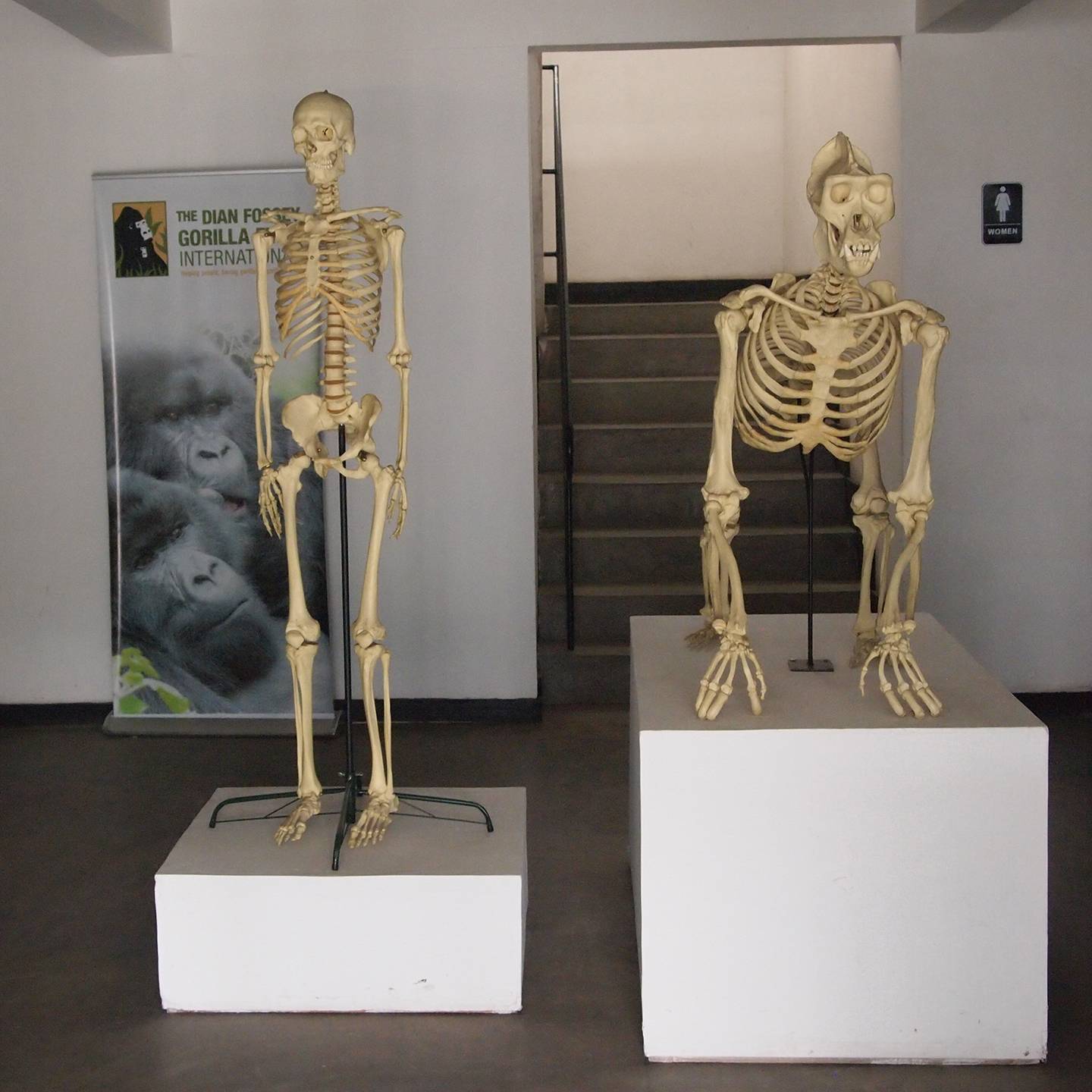 Gorillas Skeletal Secrets Hub