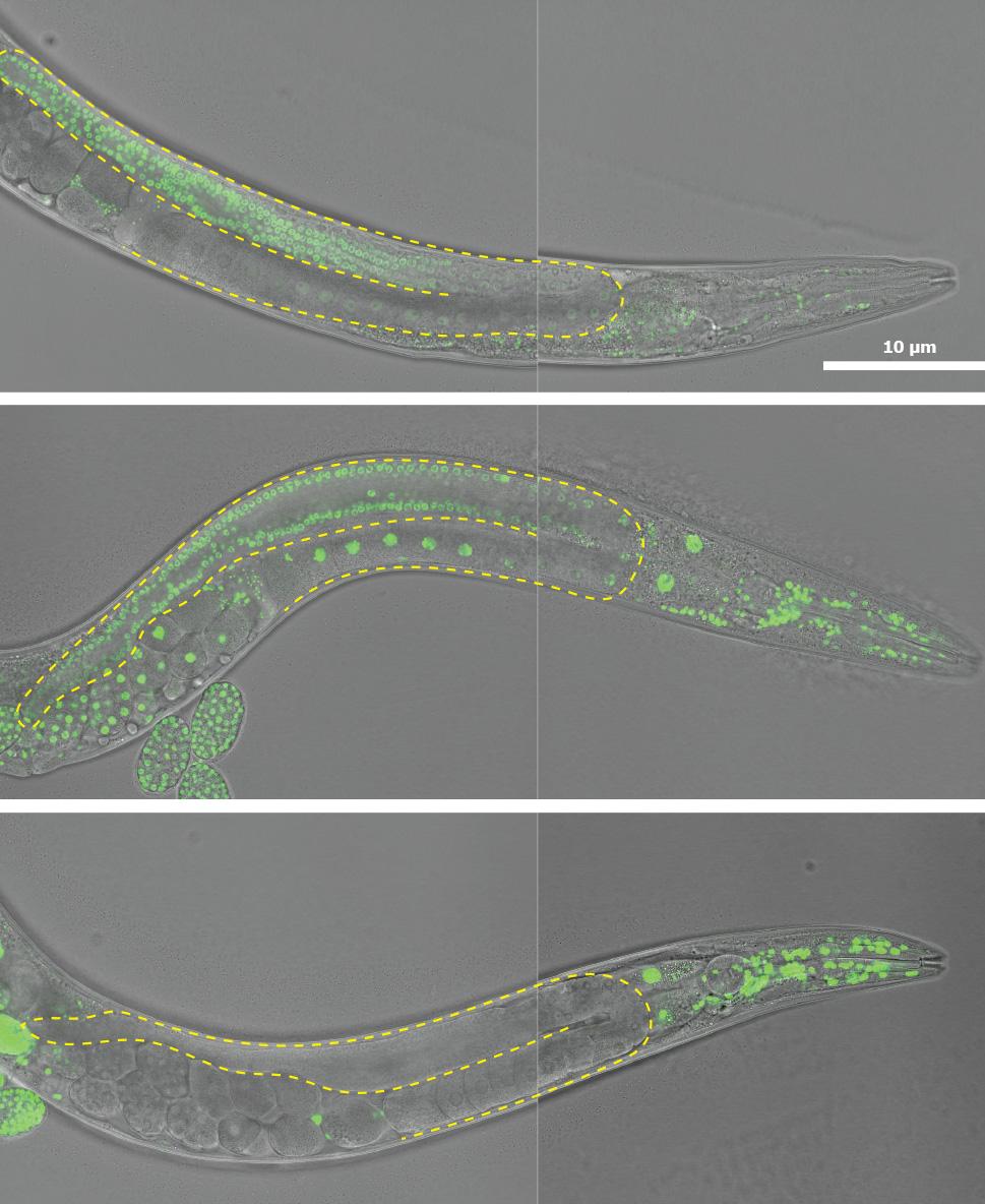 Here's how a worm's embryonic cells changed its development potential | Hub