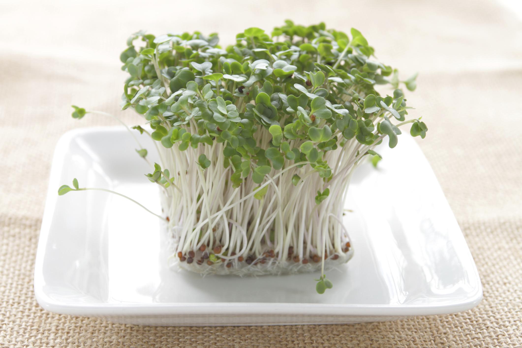 Chemical derived from broccoli sprouts shows promise in treating autism ...