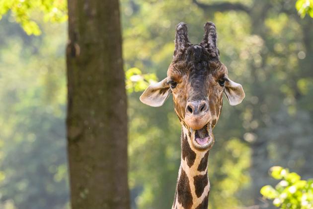 Your Fall Fest @ the Zoo tickets are ready | Hub