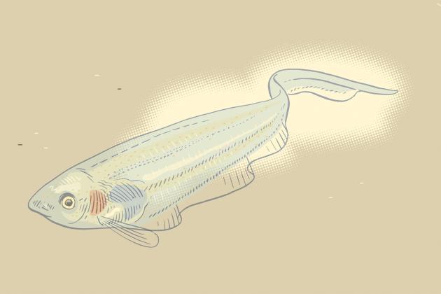 Do researchers dream of electric fish? | Hub