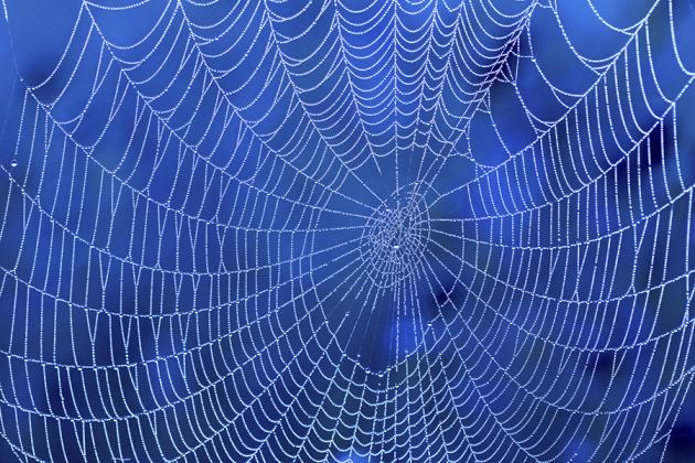 Amazing spider silk: Super-elastic proteins key to spider web's ...